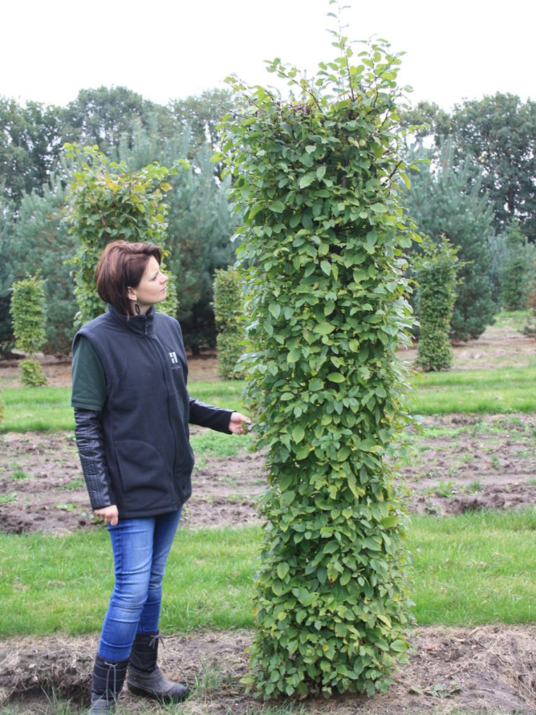 Hornbeam | Big Hedge Co. - Purveyors & Planters of The Finest Mature ...
