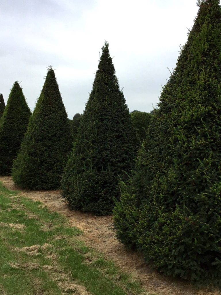Yew Pyramid – 2m | Big Hedge Co. - Purveyors & Planters of The Finest ...