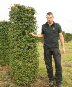 Field Maple | Big Hedge Co. - Purveyors & Planters of The Finest Mature ...